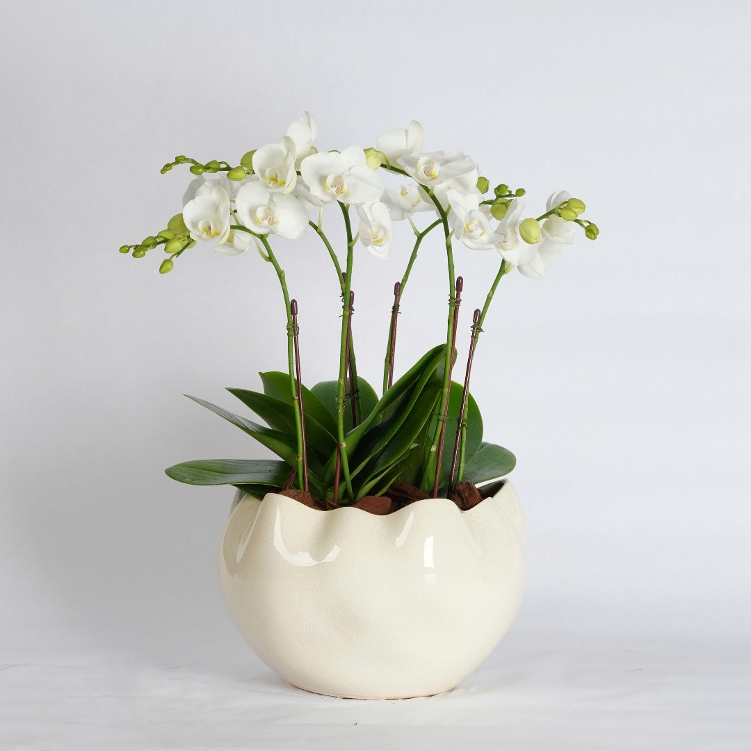 Mini White Orchid Plants By Moz Flowers